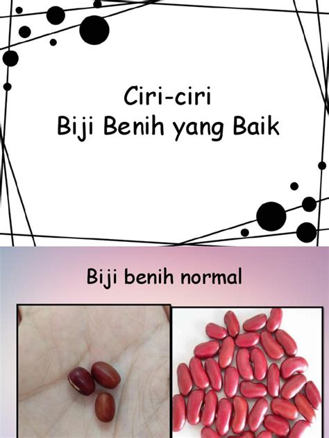 Kelebihan Biji Benih Matang Sloppyploaty