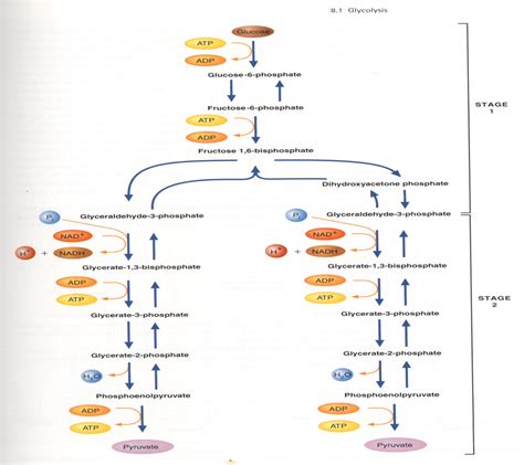 Life Long Learning Metabolisme Karbohidrat