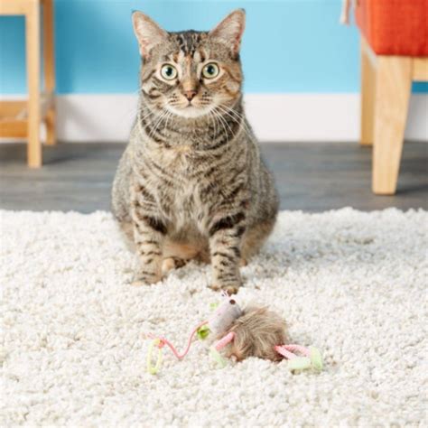 Shop Smarty Kat Premium Cat Products In India Tails Nation