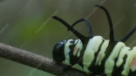 Large Tree Nymph Caterpillar Stock Video Clip K0035073 Science
