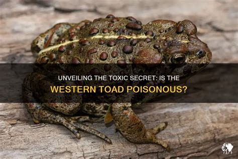 Unveiling The Toxic Secret Is The Western Toad Poisonous Petshun