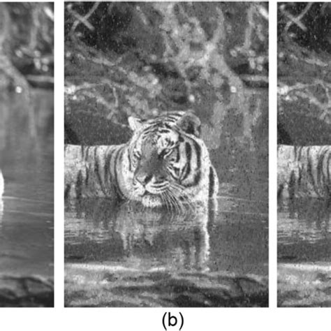 Decrypted Results Of The Noised Cipher For The Experimental Image Pilots Download Scientific