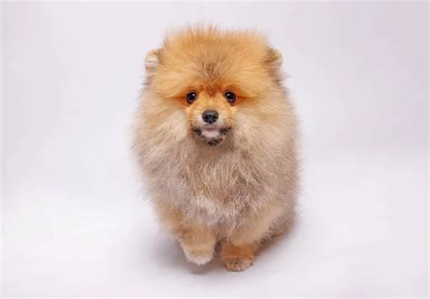 Poméranien Allemand Images Libres De Droit Photos De Poméranien Allemand Depositphotos