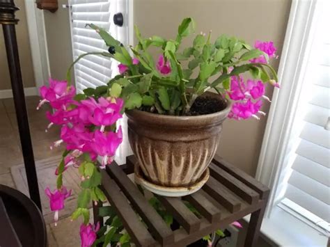 Get Ready To Smile Discover Ingenious And Whimsical Names For Your Cacti That Ll Brighten Your Day