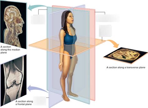 Diagram 2 Diagram Quizlet