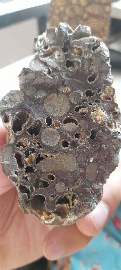 Is This A Worm Colony Fossil Some Interesting Crystalized Structures