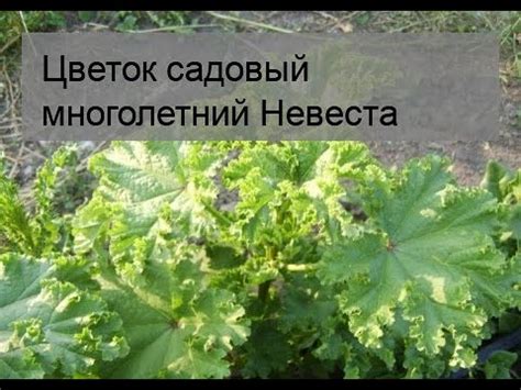 Цветок садовый многолетний Невеста - YouTube