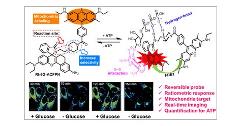 Cell Mitochondria Atp