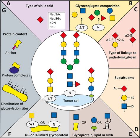 Frontiers Siglec Signaling In The Tumor Microenvironment