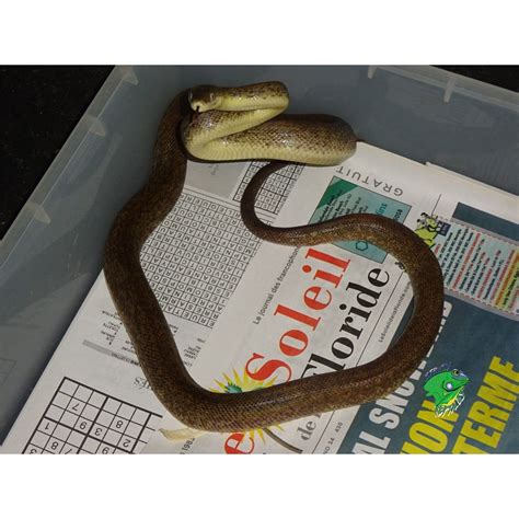 Pythons Strictly Reptiles