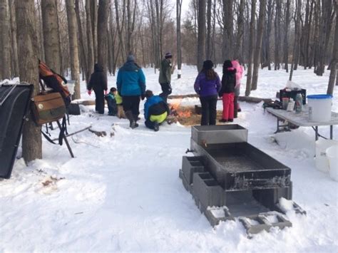The Process Of Tapping Trees And Collecting Sap For Maple Syrup Is A Laborius One But Worth The