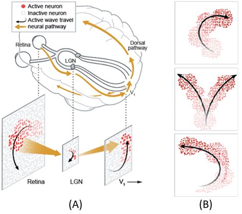Spontaneous Waves In The Developing Brain A Emergent Neuronal Waves Download Scientific
