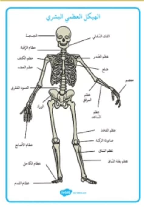 What Is An العظام Answered Twinkl Teaching Wiki