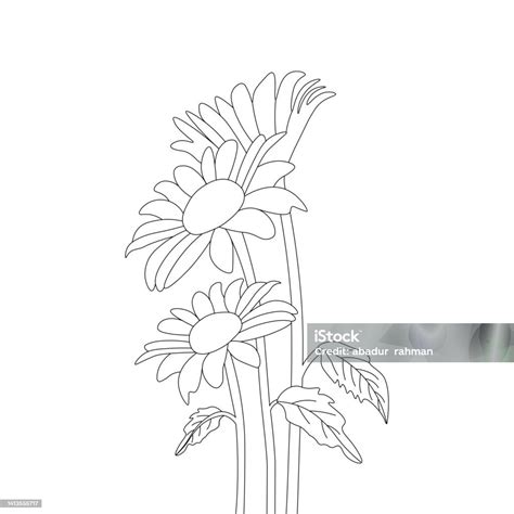 해바라기 색칠 공부 페이지 흑백 그리기 일러스트 레이 션 벡터 Perennial Sunflower에 대한 스톡 벡터 아트 및 기타 이미지 Perennial