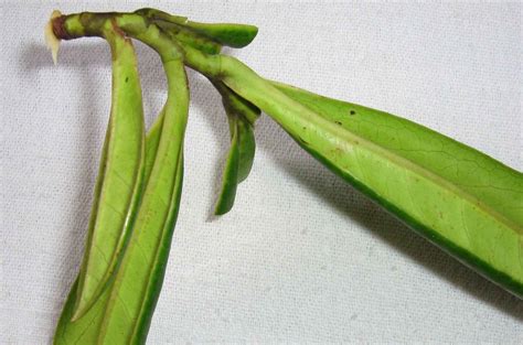 Davilla sessilifolia Fraga | Alex Popovkin, Bahia, Brazil | Flickr