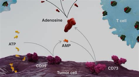 Adenosine Receptor