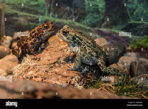 The Western Toad Anaxyrus Boreas Is A Large Toad Species Between 56