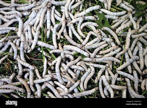 The Silkworm Is The Larva Or Caterpillar Of The Domestic It Is An