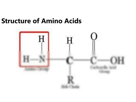 SOLUTION: Amino acids classification properties and functions - Studypool