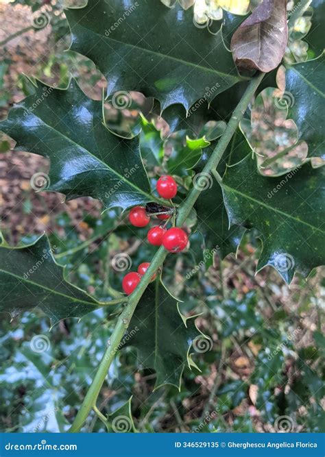 An Evergreen Shrub In Front Of A Fence Of Light Wood Planks Royalty