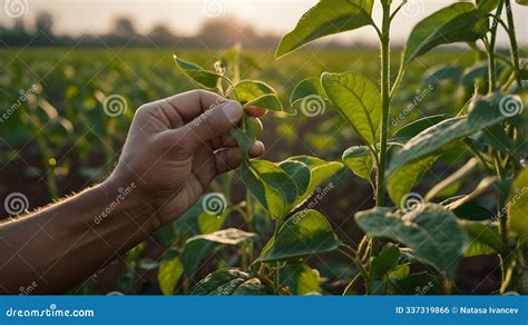 Soybean Growth Stages A Comprehensive Visual Guide From Seedling To