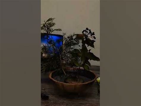 обновление домашнего кензана #кензан #тренды #флористика - YouTube