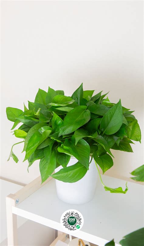 储水盆绿萝盆栽 长沙市都市花乡花卉有限公司官网