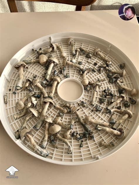 Psilocybe Cubensis Albino A