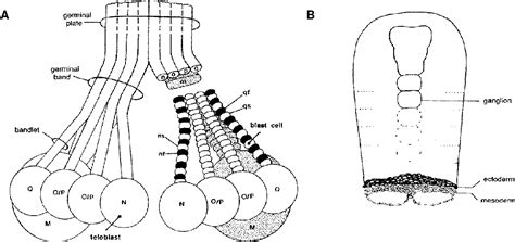 Figure 2 From Cell Lineage Analysis Of The Expression Of An Engrailed Homolog In Leech Embryos