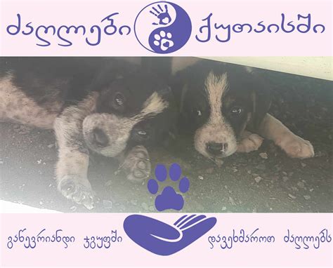 ძაღლები ქუთაისში 🐾🐾🐾