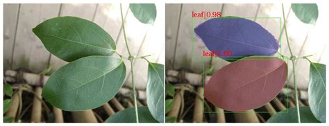 Agronomy Free Full Text Leaf Segmentation And Classification With A