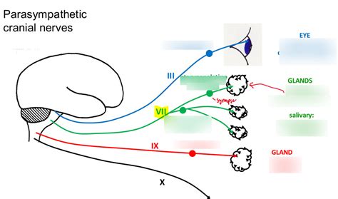 Diagram Of Parasympathetic Cranial Supply Quizlet
