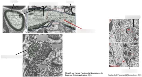 Axon And Terminal Diagram Quizlet