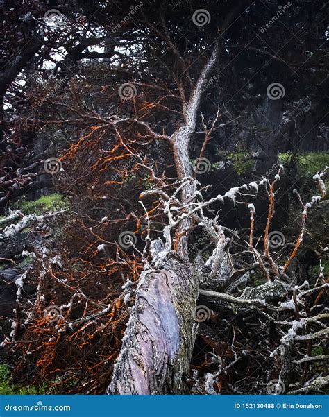 Twisted Bark And Bright Red Limbs In Cypress Tree Stock Photo Image Of Meditative Pine 152130488