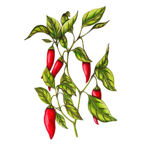 Перец стручковый (красный перец, перец мексиканский). Легенды, мифы ...