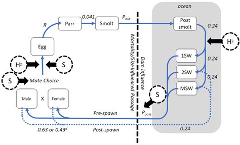1 Schematic Representation Of The Ibm Model Schematic Representation Download Scientific