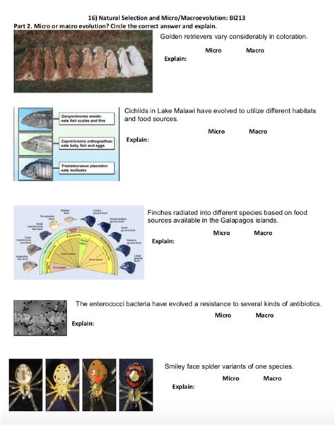 Solved 16 Natural Selection And Micromacroevolution B1213