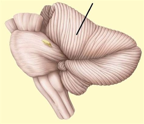 Motor Systems And Cerebellum Flashcards Quizlet