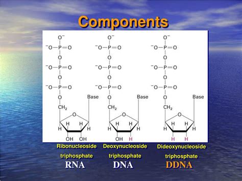 Ppt Genetic Diversity Variation Powerpoint Presentation Free Download Id 4784671