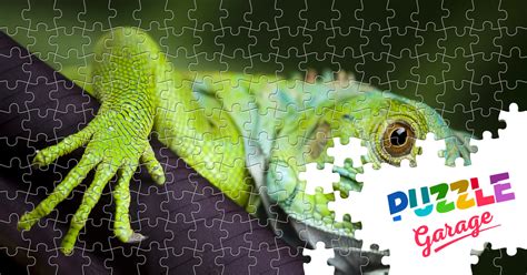 Gecko Jigsaw Puzzle (Animals, Reptiles) | Puzzle Garage