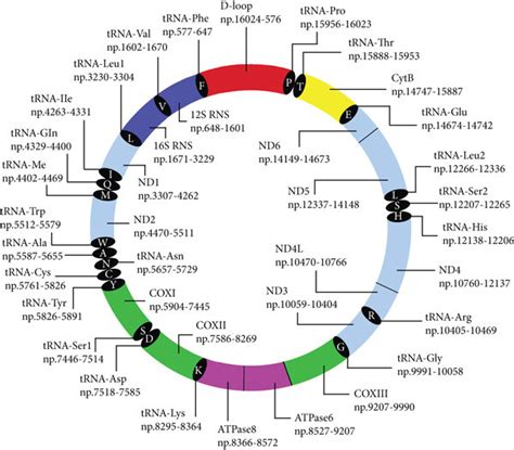 Schematic Diagram Of Human Mtdna 16569 Bp With Base Pair Range For