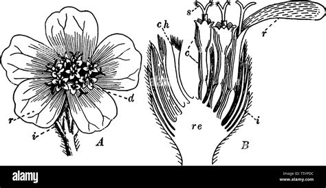 Longitudinal Section Of A Flower Stock Vector Images Alamy