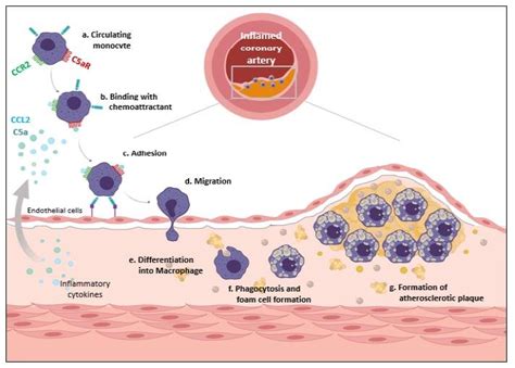 Monocyte Trafficking From The Circulation To The Atherosclerotic