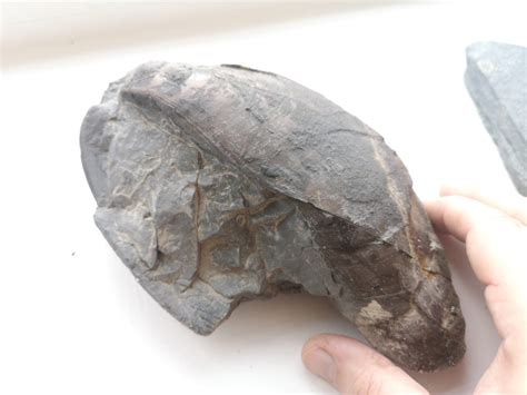 Large Jurassic Bivalve Id Fossil Id The Fossil Forum