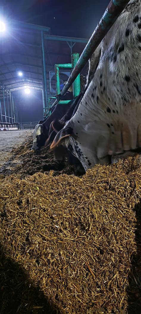Dr Muhammad Ahtisham Qadir On Linkedin 🍁hand Mixing Of Feed Vs Total