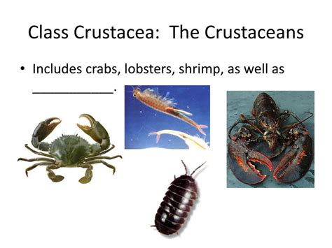 Ppt Arthropods Powerpoint Presentation Free Download Id2024698