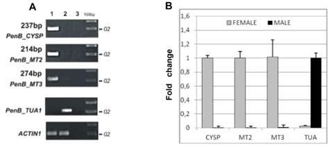 Quantitative Analyses Of Three Cdna Fragments Identified In Rda Cdna Download Scientific