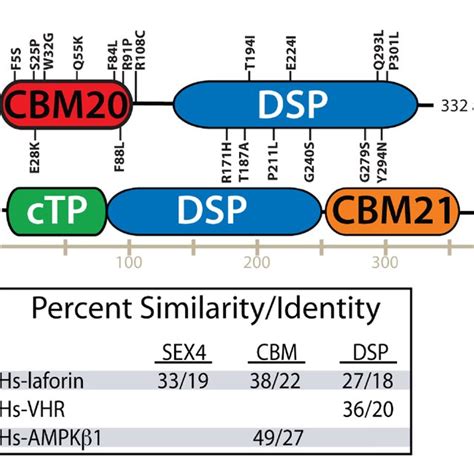 Laforin And Sex4 Domain Structure And Similarity Of Sex4 With Other Cbm Download Scientific