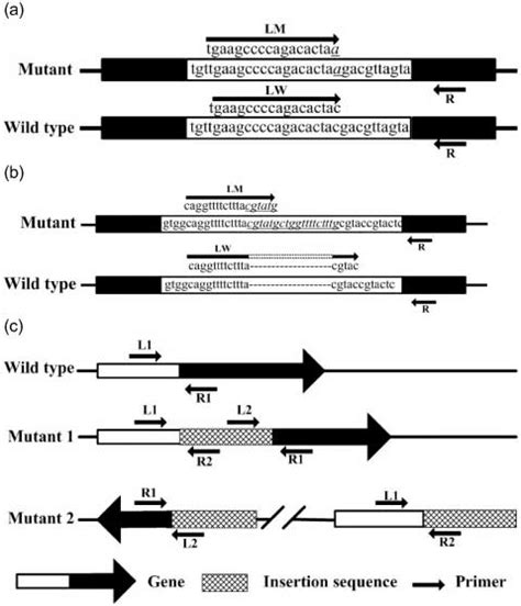 A Schematic Diagram Of Primers Designed For Identifying A Nonsense Download Scientific
