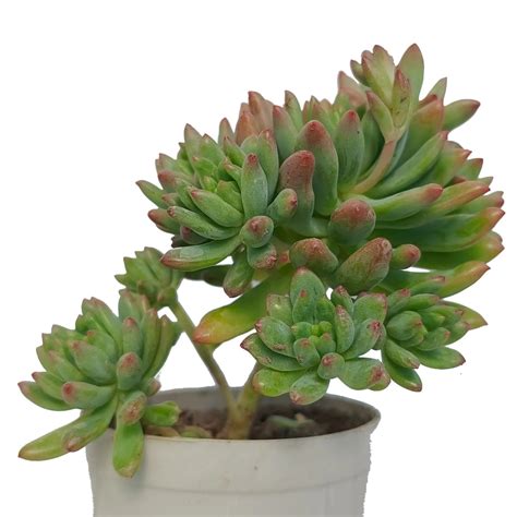 Buy Sedum Pachyphyllum Plant Online Secculent